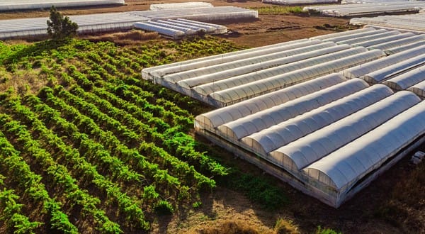 More Vegetables, Less Meat For All Our Sakes - The Good Men Project