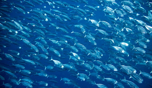 Large Dams Threaten Third of Freshwater Fish - The Good Men Project