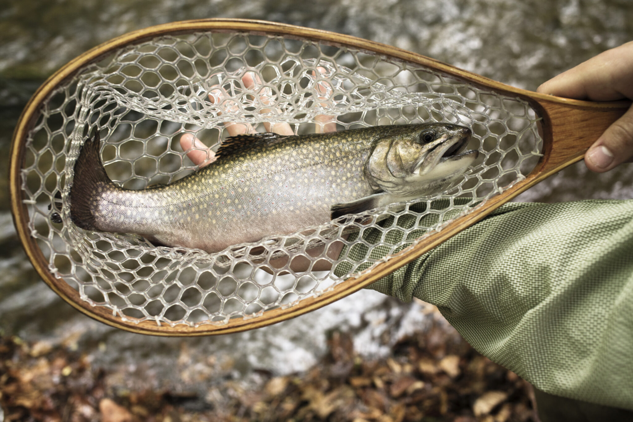 The Fight for an Invisible Fish - The Good Men Project