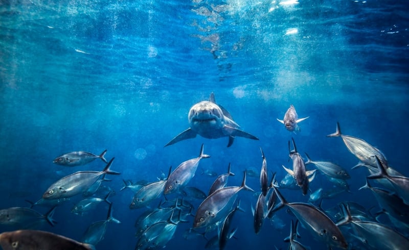 Beware of ‘Shark Week’: Scientists Watched 202 Episodes and Found Them ...