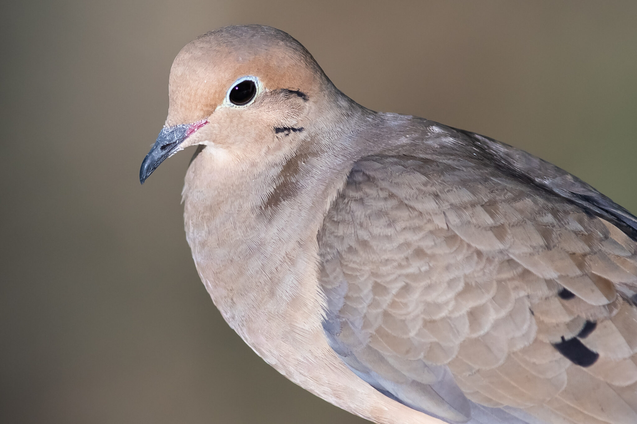 A Special Encounter with a Mourning Dove - The Good Men Project