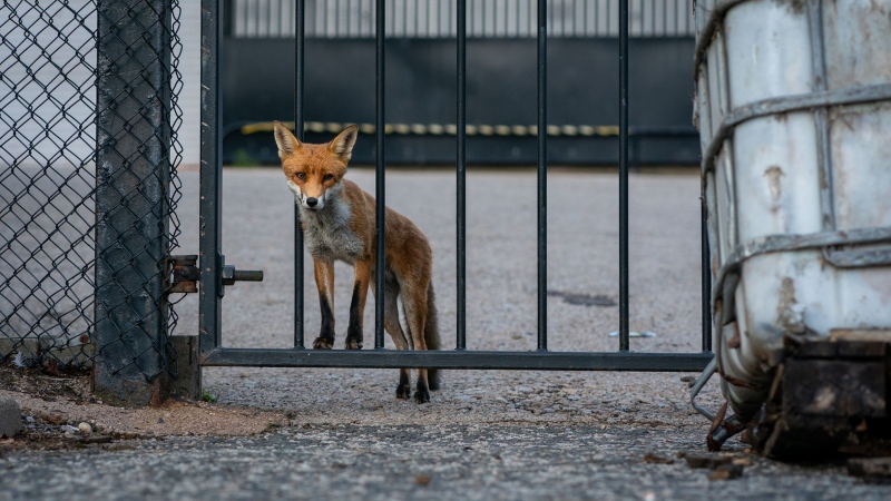 What COVID Lockdown Data Tell Us About Wildlife Behavior - The Good Men ...