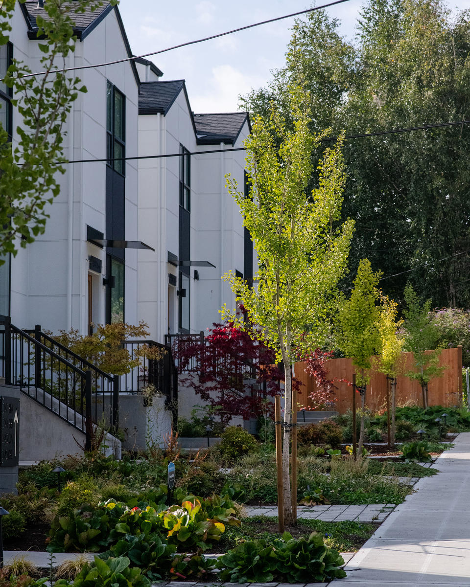 Inside the Tumultuous Debate Behind Seattle’s Tree Ordinance - The Good ...