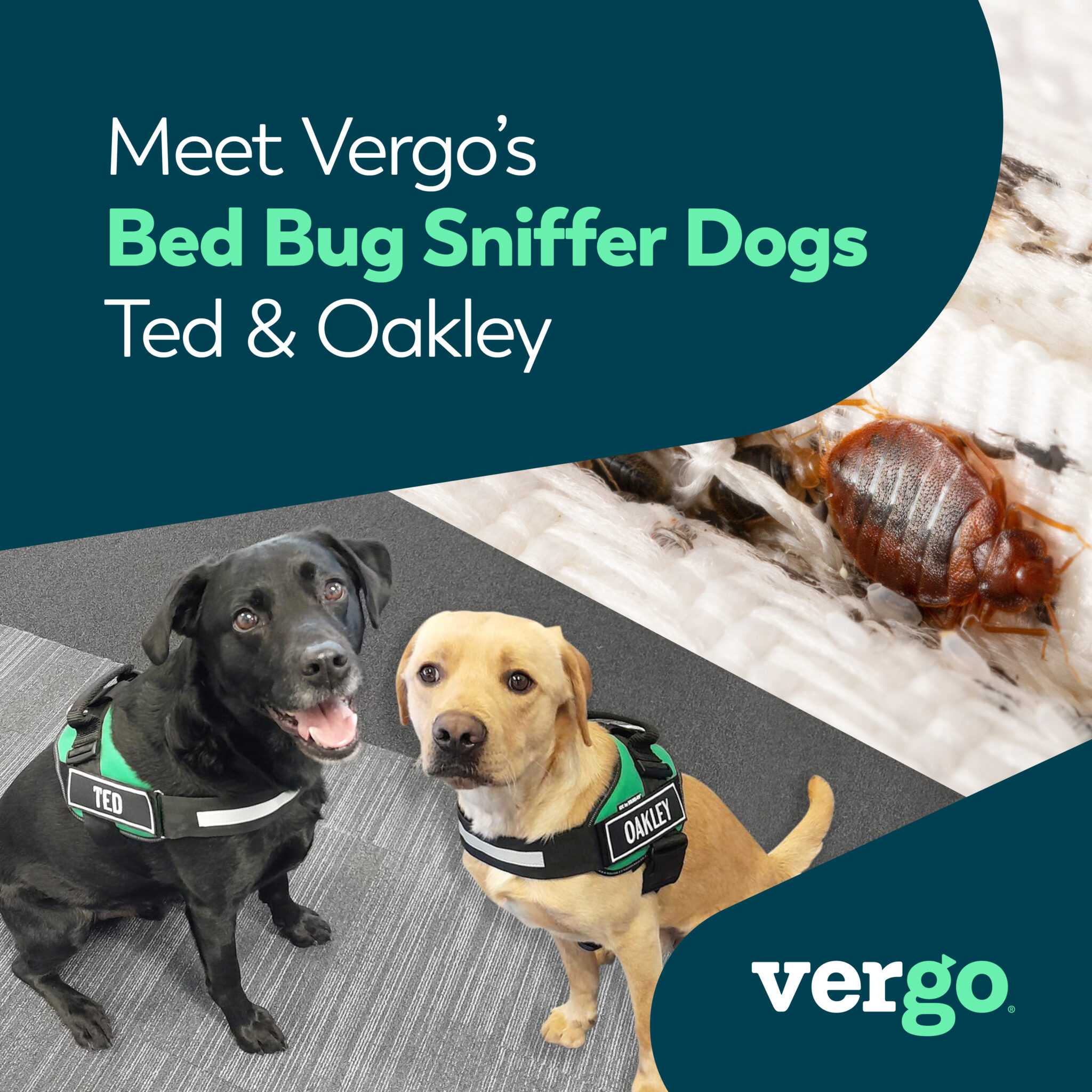 The Rise of Bed Bug Infestations: What You Need To Know - The Good Men ...