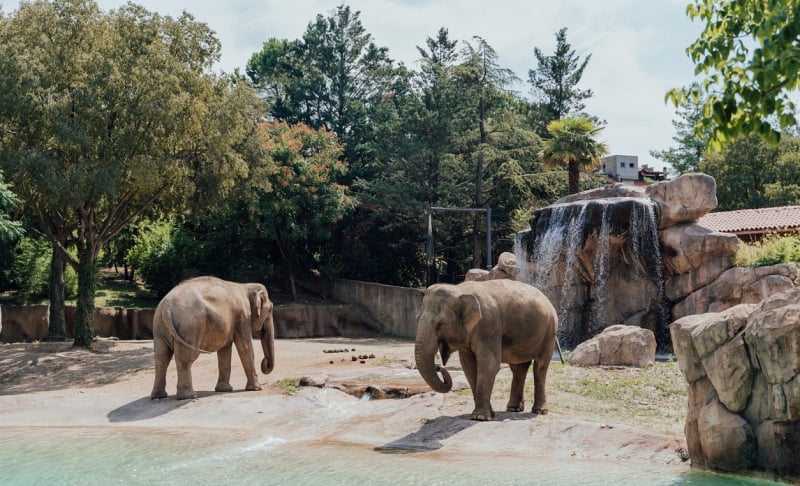 Are Zoos Ethical? The Complicated Moral Dilemma of Keeping Animals in ...