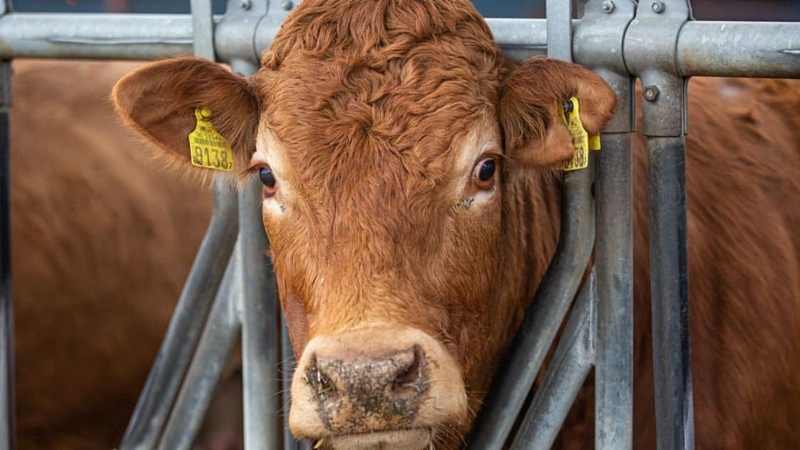 Why Eating Meat Is Bad for the Environment and Climate Change ...