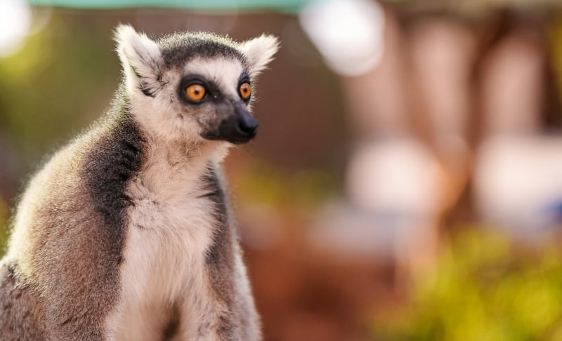 Madagascar Lemurs, Tortoises Seized in Thai Bust Reveal Reach of ...