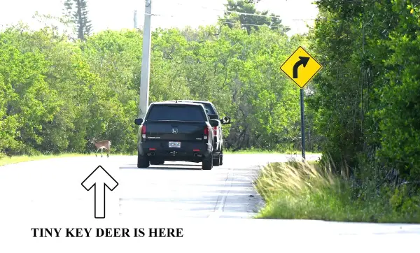 Florida’s Endangered Key Deer – Is Time Running Out to Save Them? - The ...