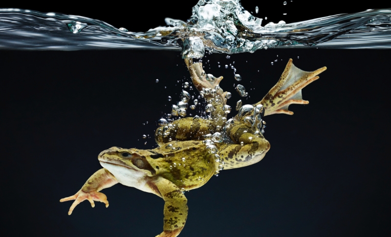 The Myth of the Frog in Boiling Water - The Good Men Project
