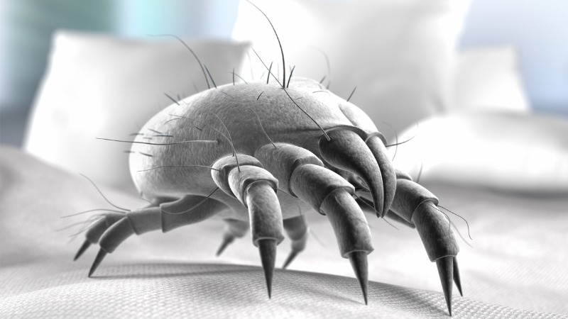 What Are House Dust Mites and How Do I Know if I’m Allergic to Them ...
