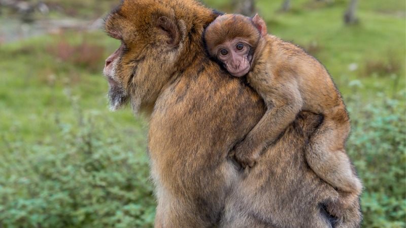 5 Unexpected Animal Behaviors We Learned About in 2025 - The Good Men ...